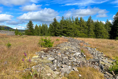 Cardrona Forest and Pikes Knowe