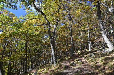 Craigendarroch oakwoods, Ballater