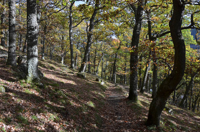 Craigendarroch oakwoods, Ballater