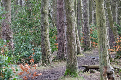 Plean Country Park, Plean