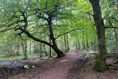 Blairadam Forest walks, near Kelty (Walkhighlands)