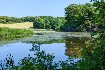 Ardwell Pond walk