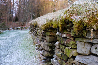 Allean Forest trail, near Queen's View