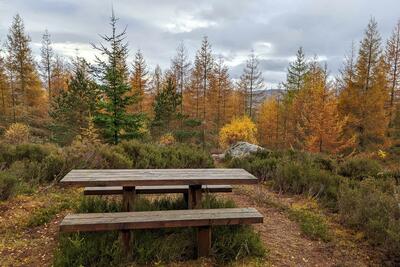 Balblair Forest, near Bonar Bridge